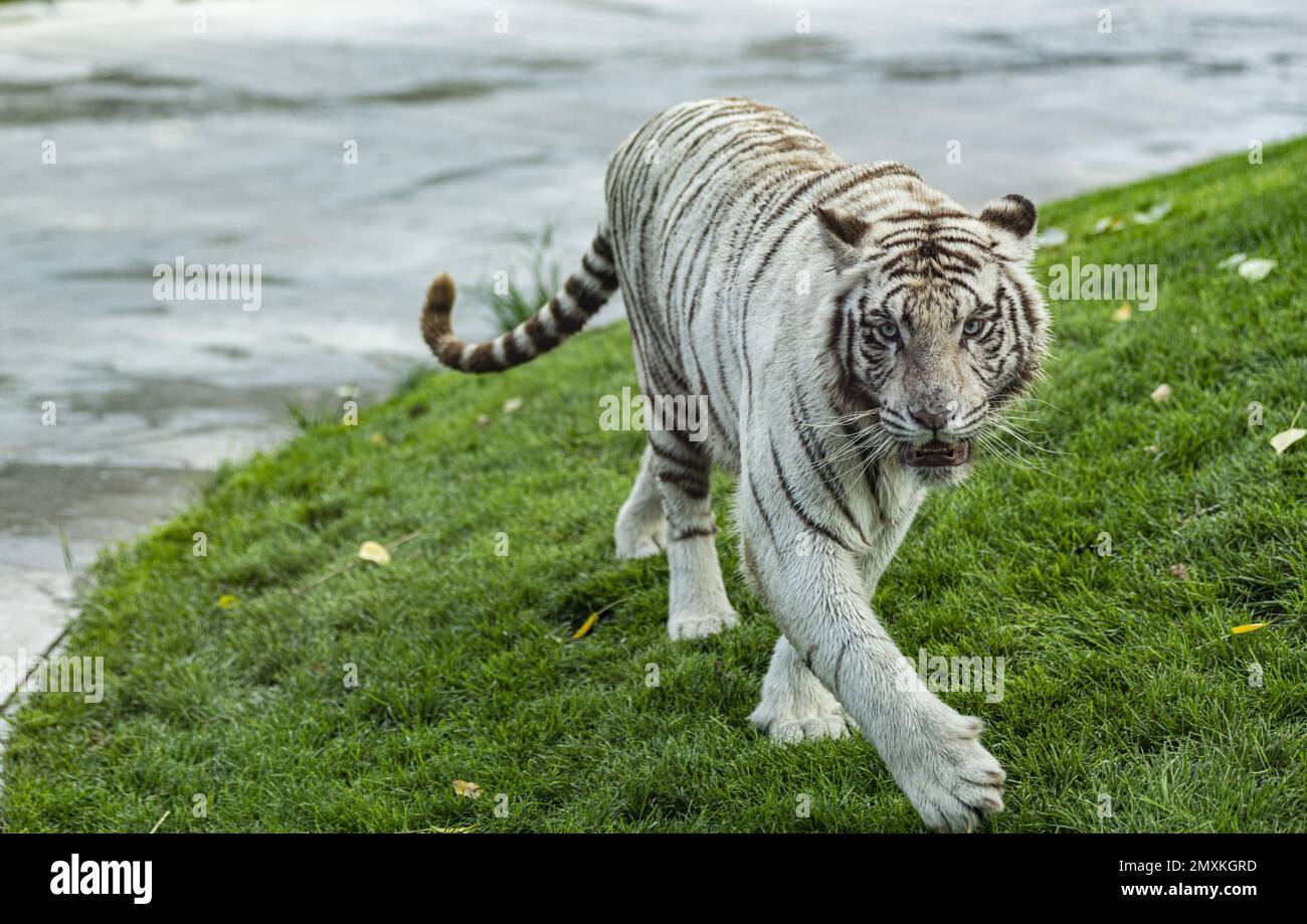 Beijing wildlife park white tiger Stock Photo - Alamy