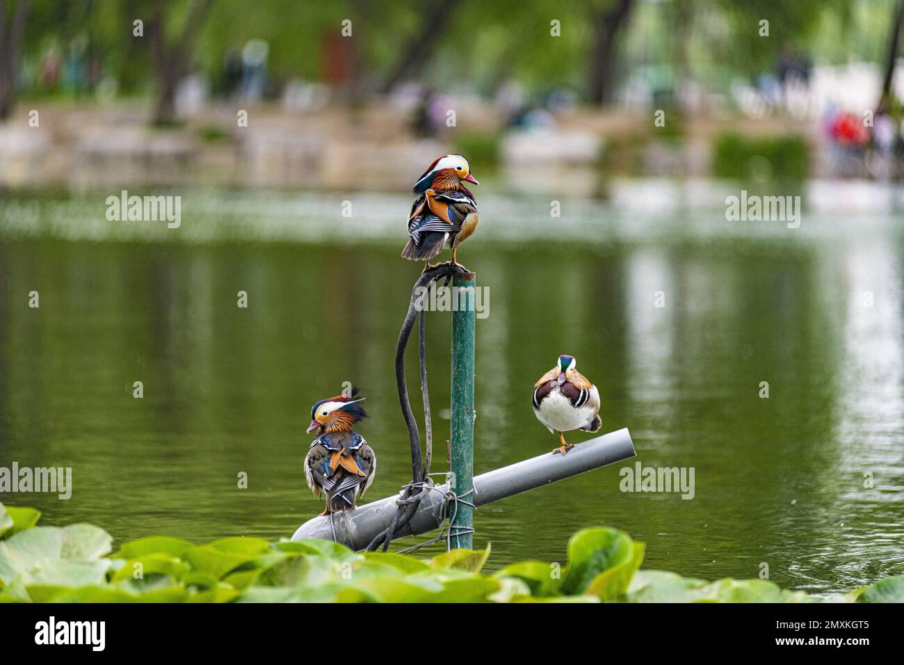 Yuanyang lake park hi-res stock photography and images - Alamy