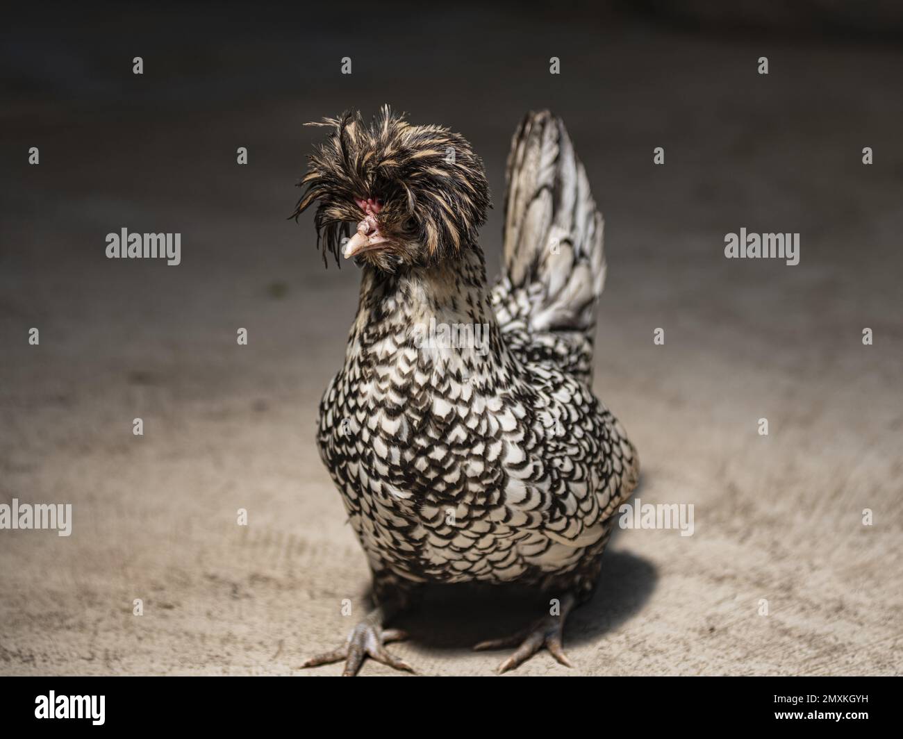 Beijing wildlife park chicken wing Stock Photo - Alamy