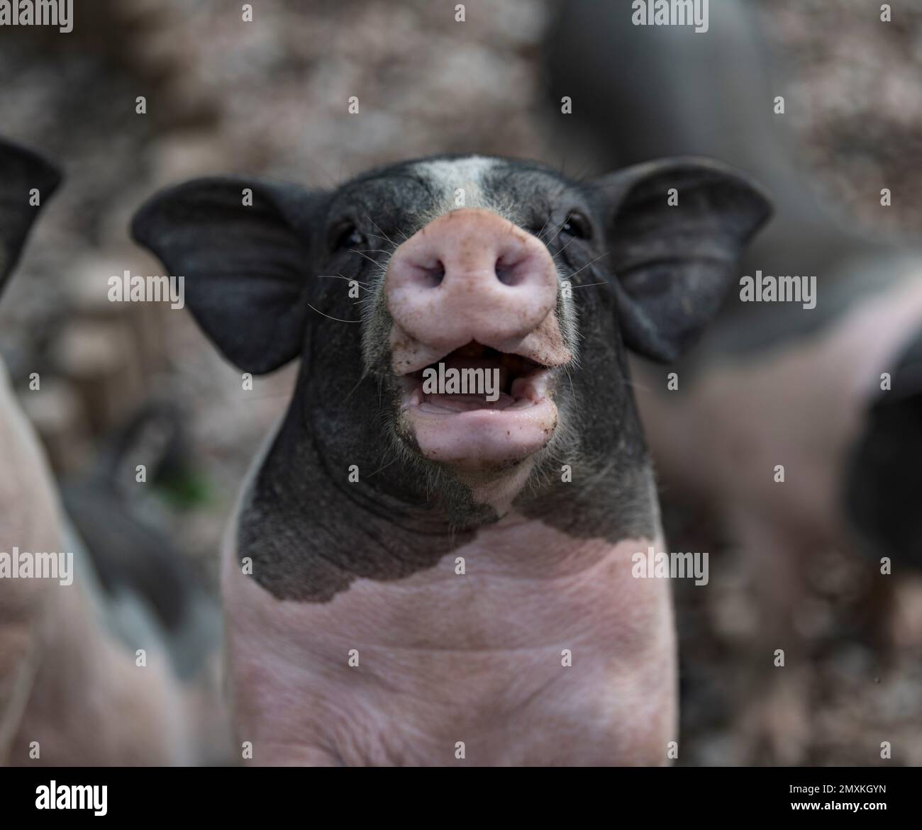Beijing wildlife park pig Stock Photo - Alamy