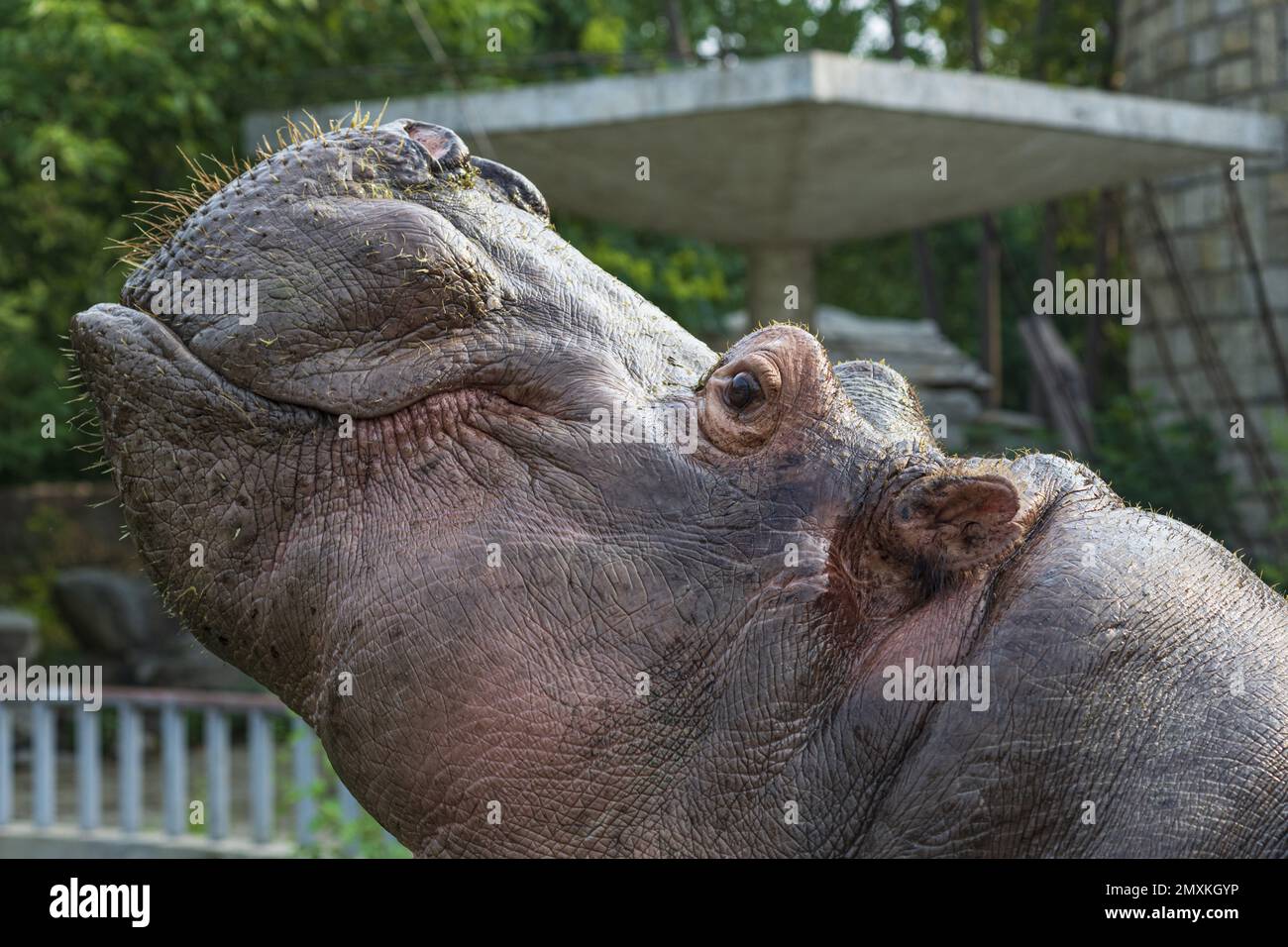 Beijing, Beijing zoo hippo Stock Photo - Alamy