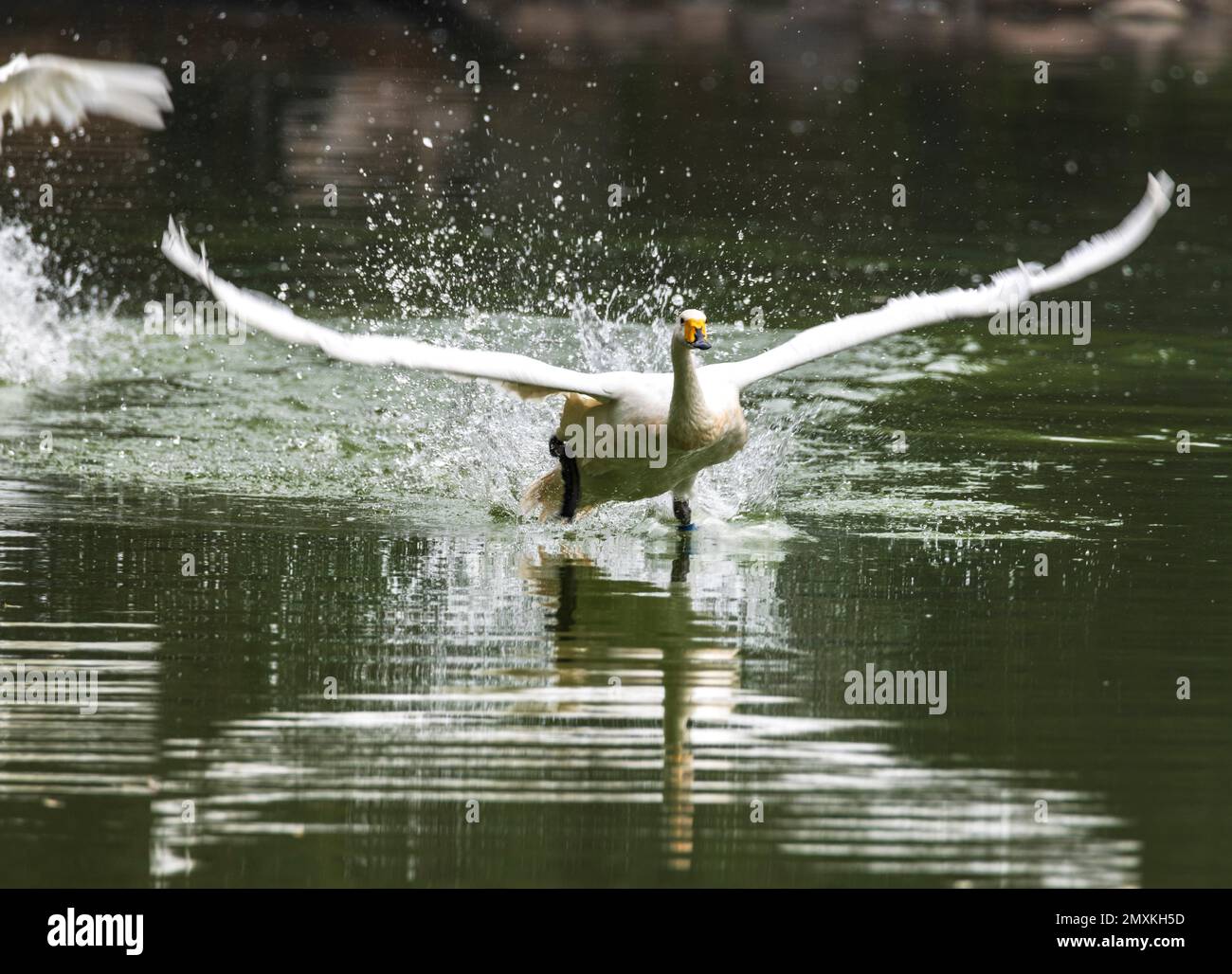 Yellow mouth swan hi-res stock photography and images - Alamy