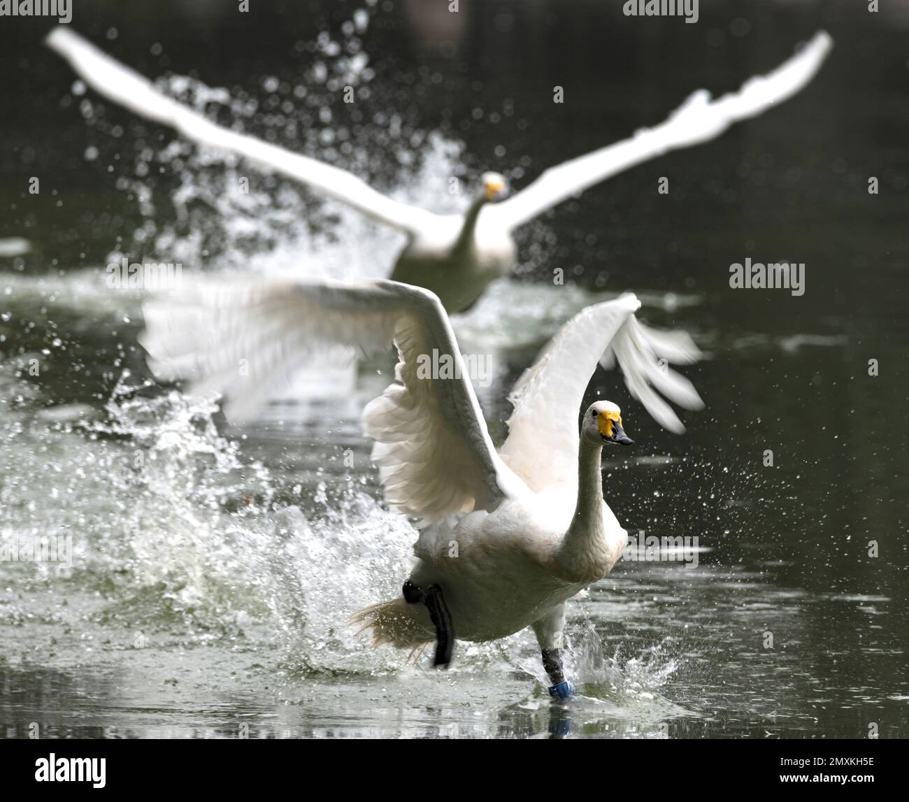 Yellow mouth swan hi-res stock photography and images - Alamy