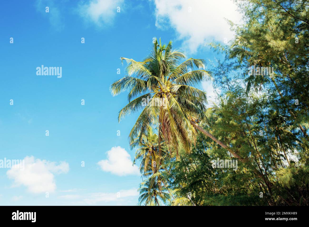 Coconut and pine tree with the blue sky Stock Photo - Alamy