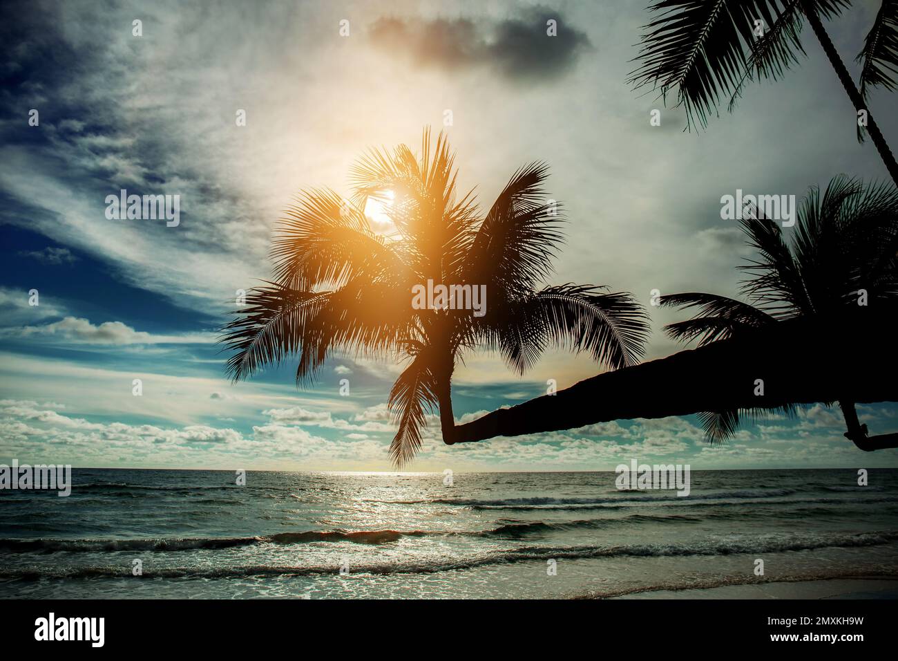 Coconut tree at sea with the sunset Stock Photo - Alamy