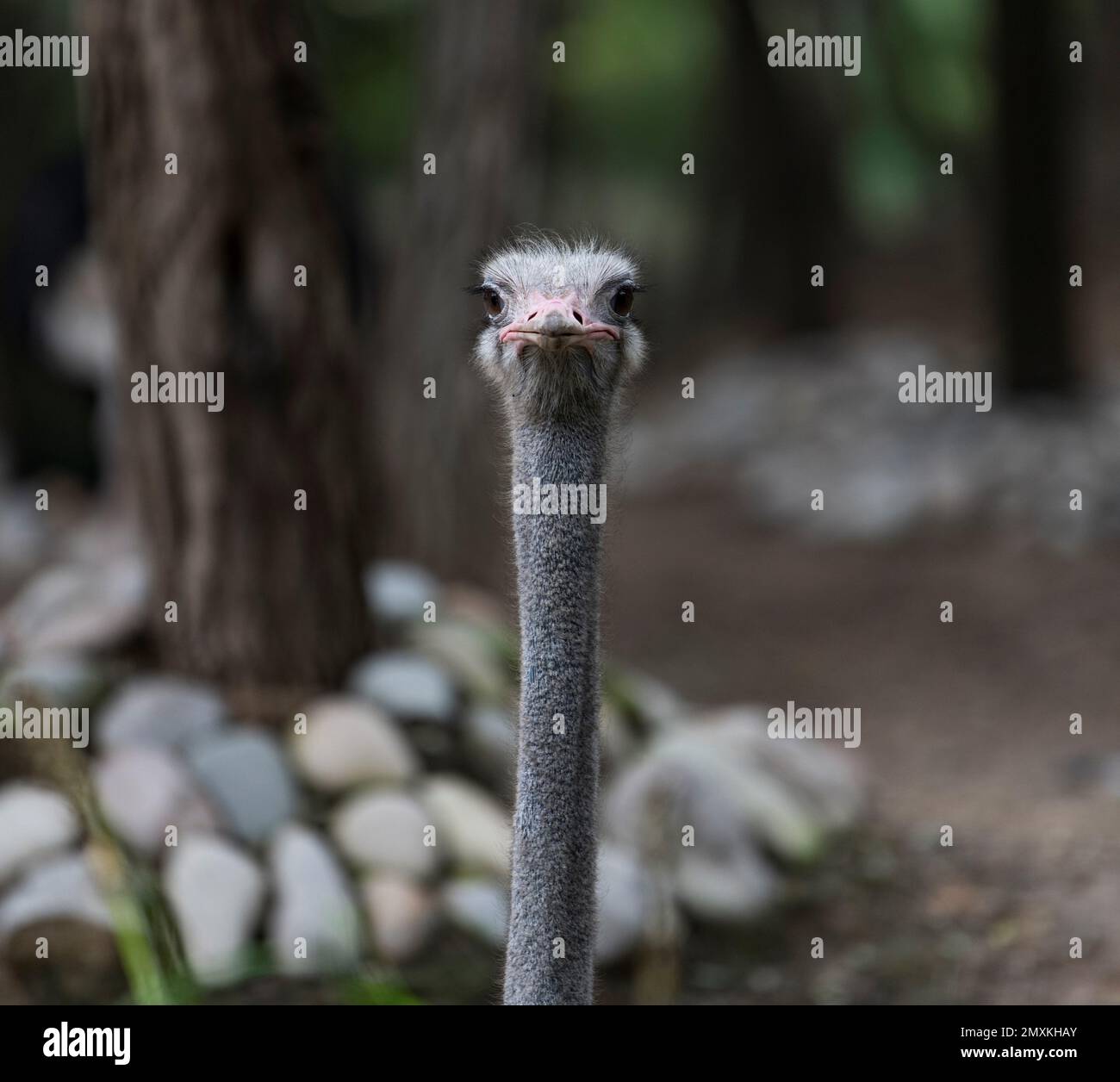 Beijing wildlife park rhea Stock Photo - Alamy