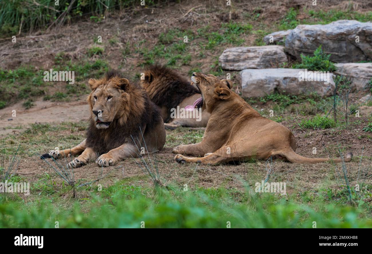Beijing, wild zoo lions Stock Photo - Alamy