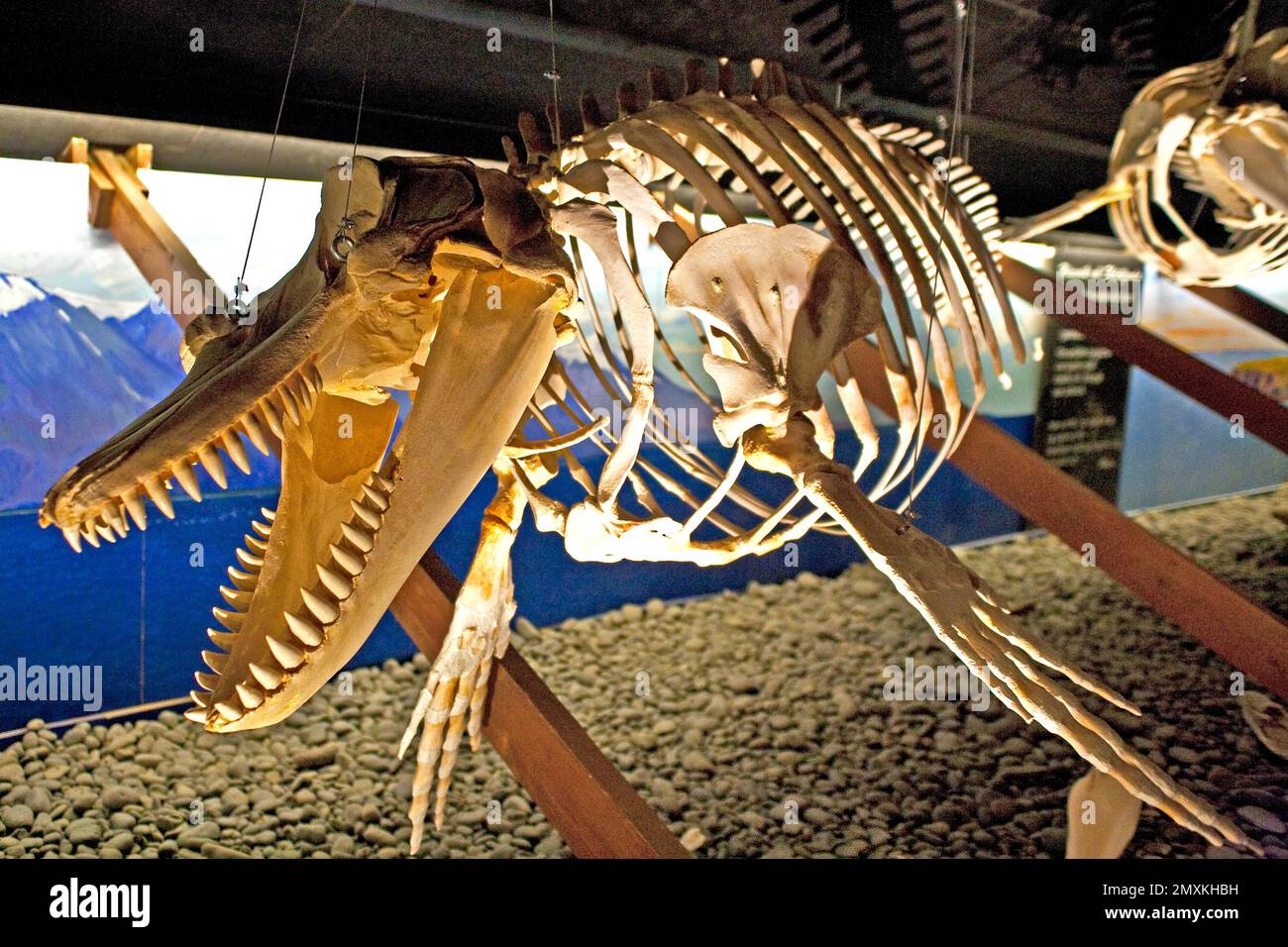 Skeleton of a killer whale, Whale Museum of Húsavík, Iceland, Europe ...