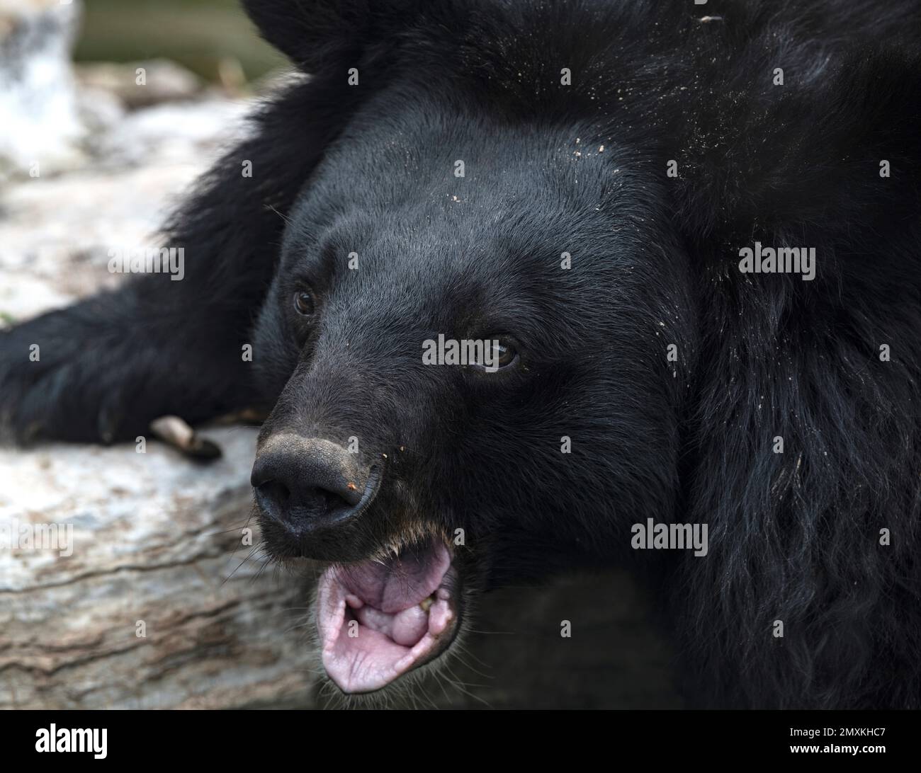 Beijing wildlife park Asiatic black bears Stock Photo - Alamy