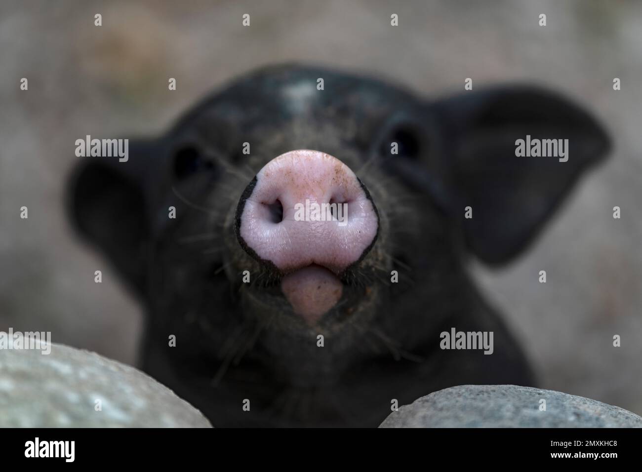 Beijing wildlife park pig Stock Photo - Alamy