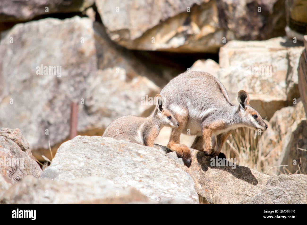 the yellow footed rock wallaby and her joey are grey, tan,and white ...