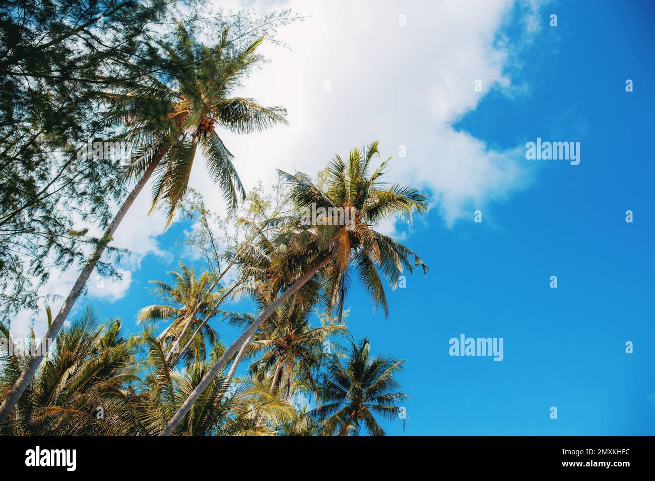 Coconut and pine tree with beautiful at the blue sky Stock Photo - Alamy