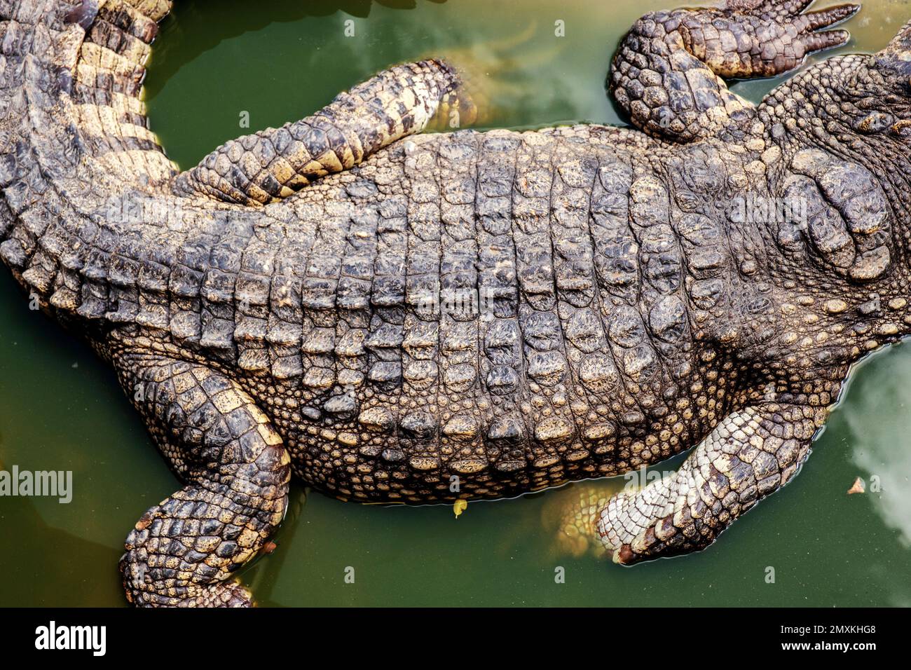 Crocodile of back on water with texture background Stock Photo - Alamy