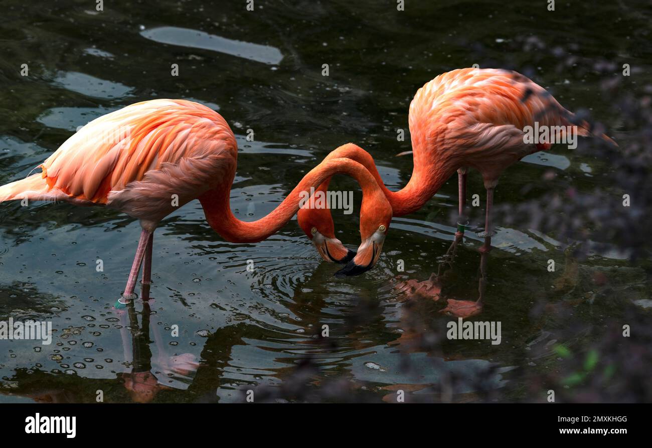 Beijing wildlife park red stork Stock Photo - Alamy