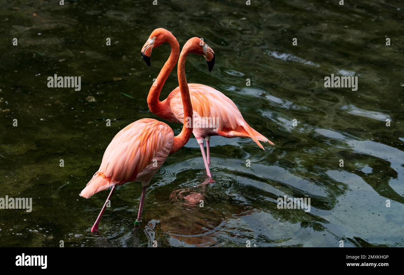 Beijing wildlife park red stork Stock Photo - Alamy