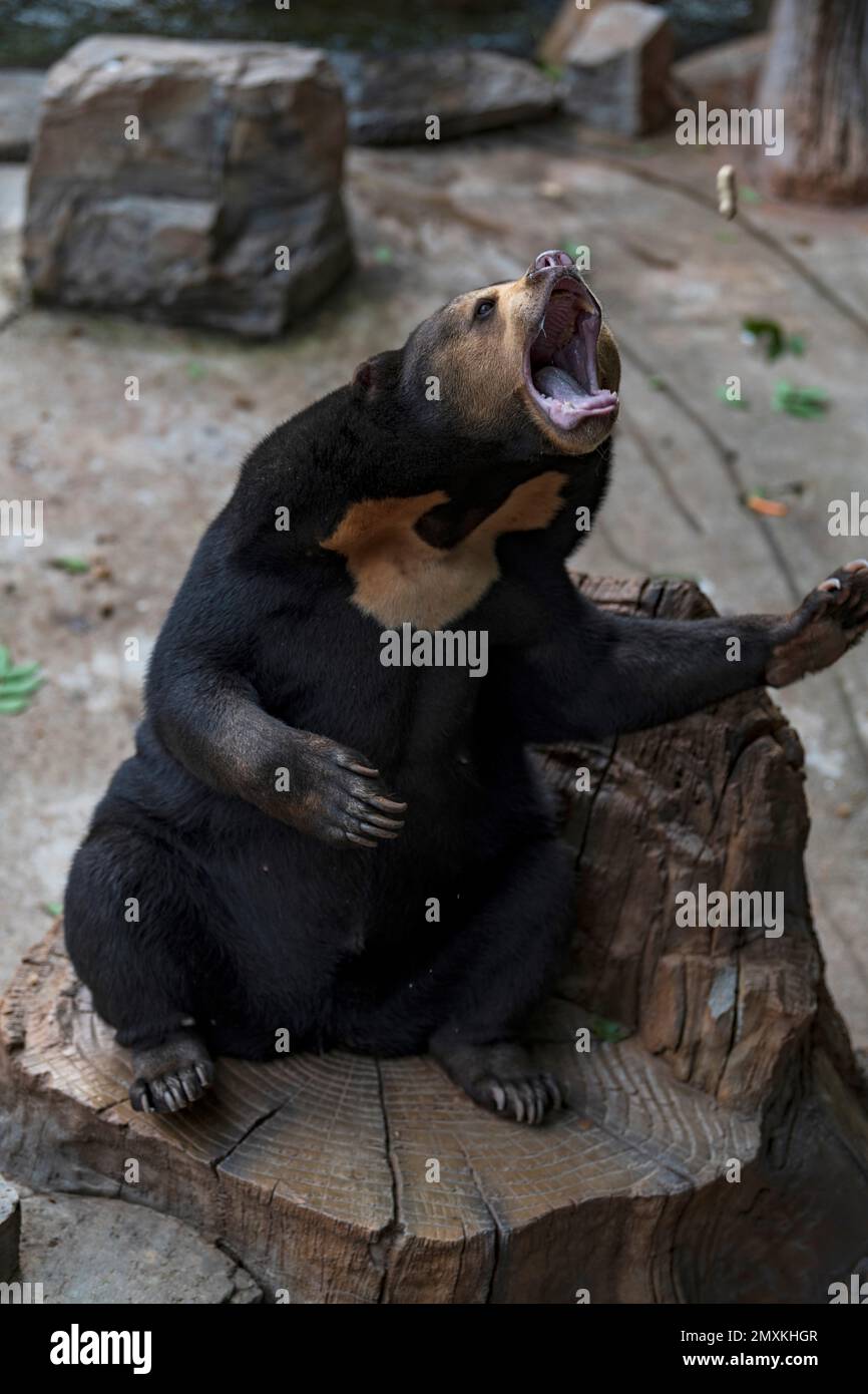 Black bear crescent moon hi-res stock photography and images - Alamy