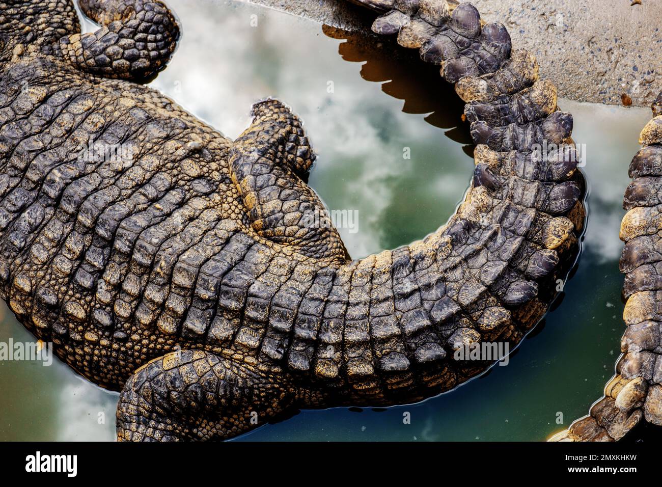 Crocodile of back with texture background Stock Photo - Alamy