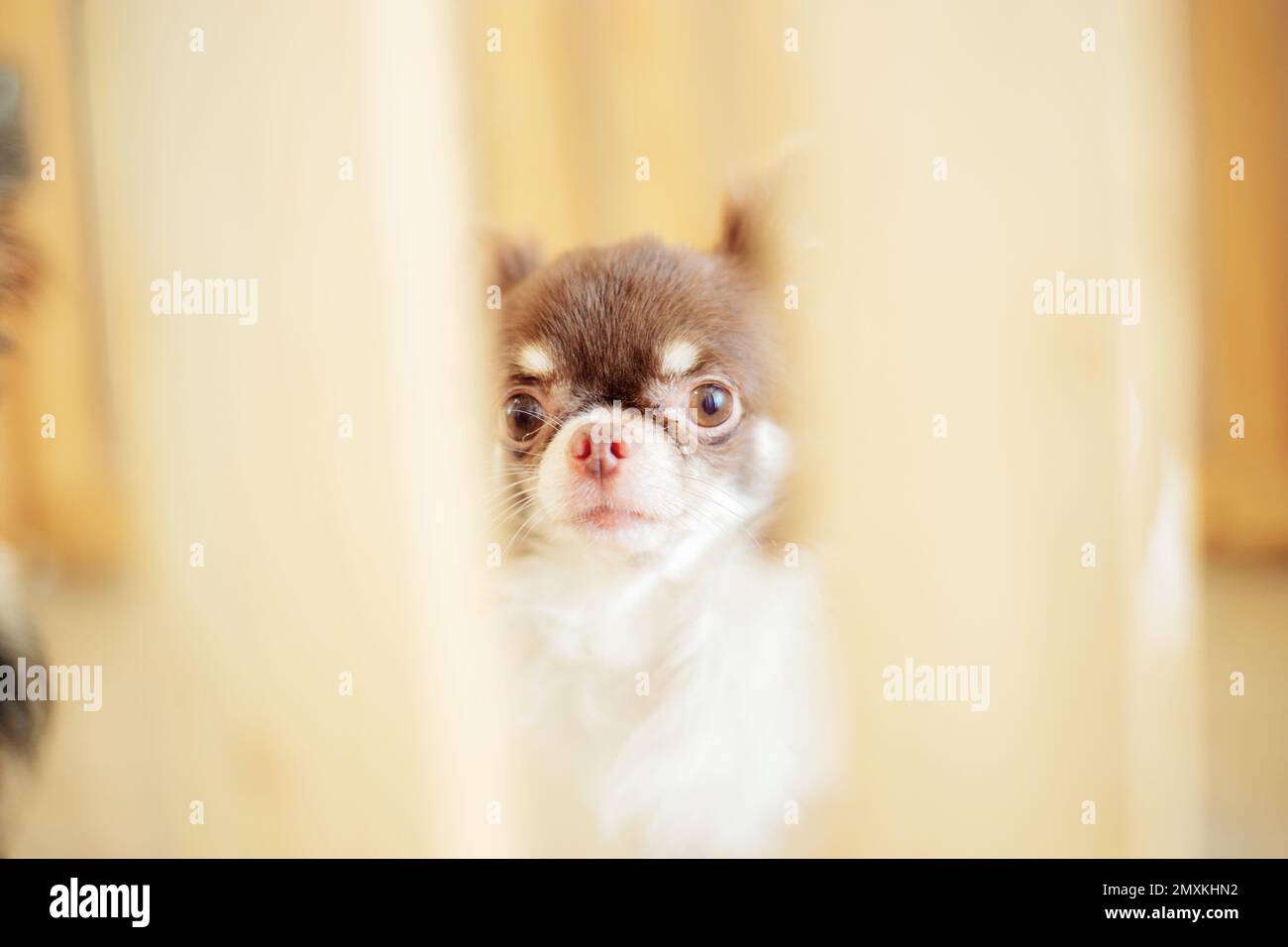 Dog in cage with texture background Stock Photo - Alamy