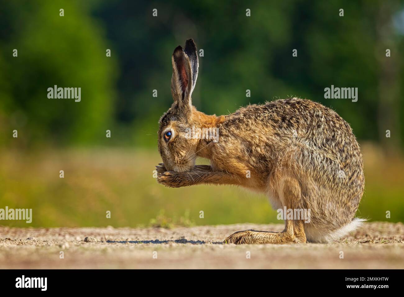 European hare (Lepus europaeus) cleaning itself. crouching on its hind ...