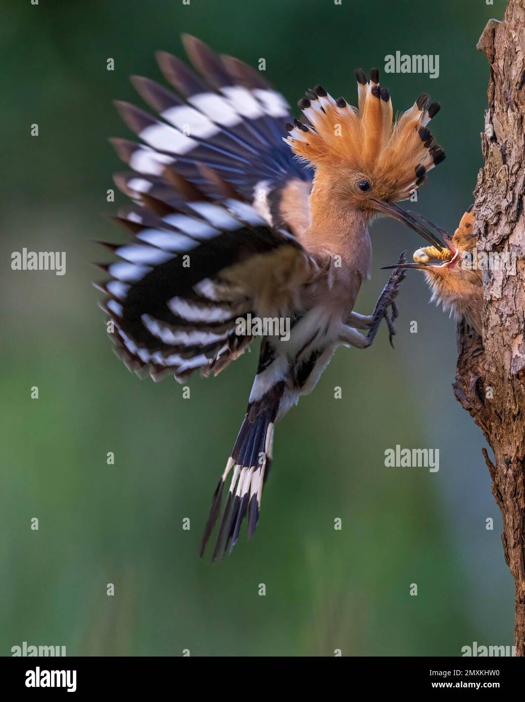 Hoopoe (Upupa epops) Old bird feeding beetle larvae to young bird at ...