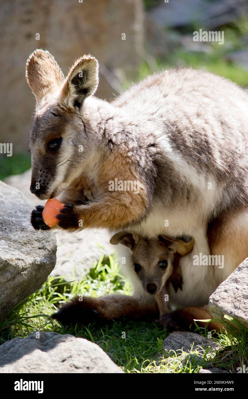 the yellow footed rock wallaby has a joey in her pouch Stock Photo - Alamy