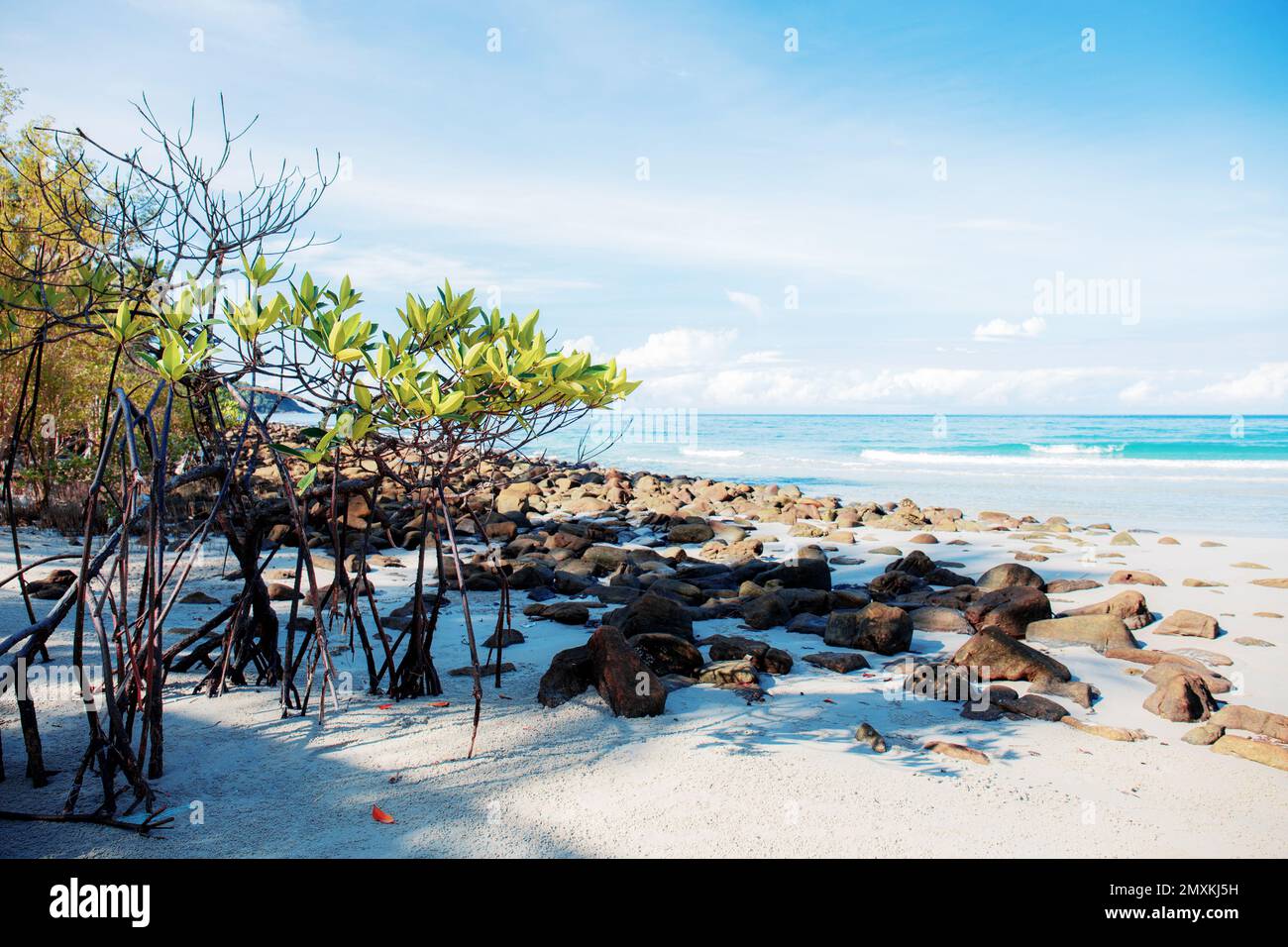 Mangrove tree and rocks on beach at the sea Stock Photo - Alamy