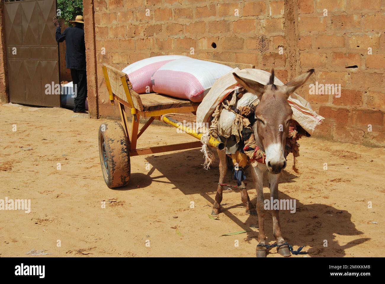 A donkey in Niger, West Africa, pulling a cart loaded with grain Stock ...