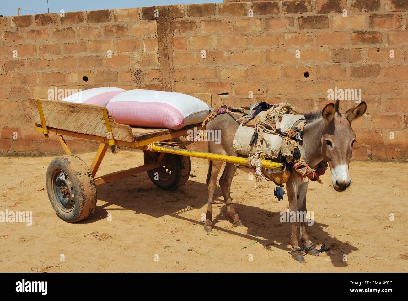 A donkey in Niger, West Africa, pulling a cart loaded with grain Stock ...