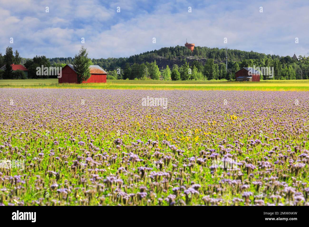 Field of Lacy phacelia, Phacelia tanacetifolia in Halikko, Finland with ...