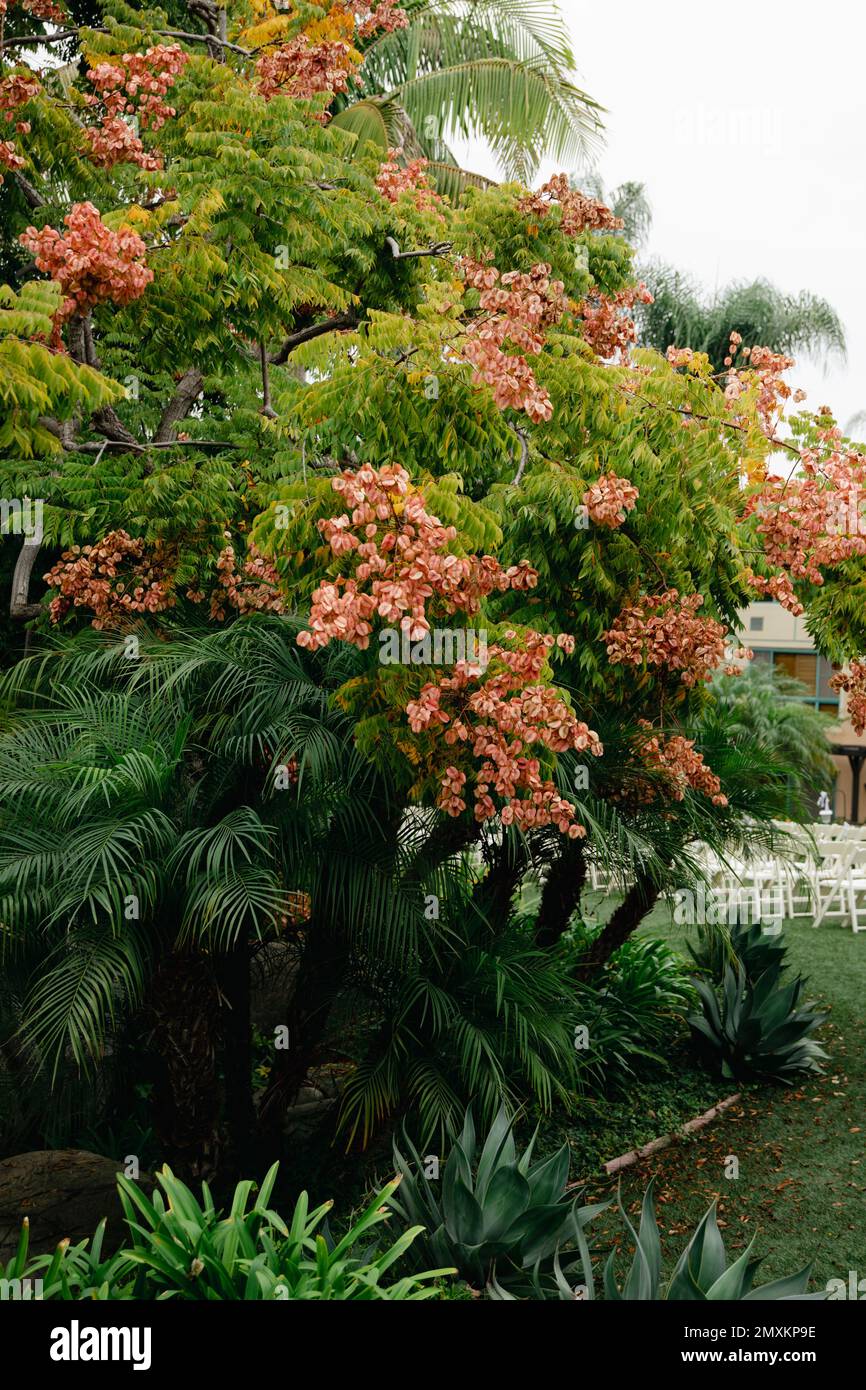 Chinese flame tree hi-res stock photography and images - Alamy