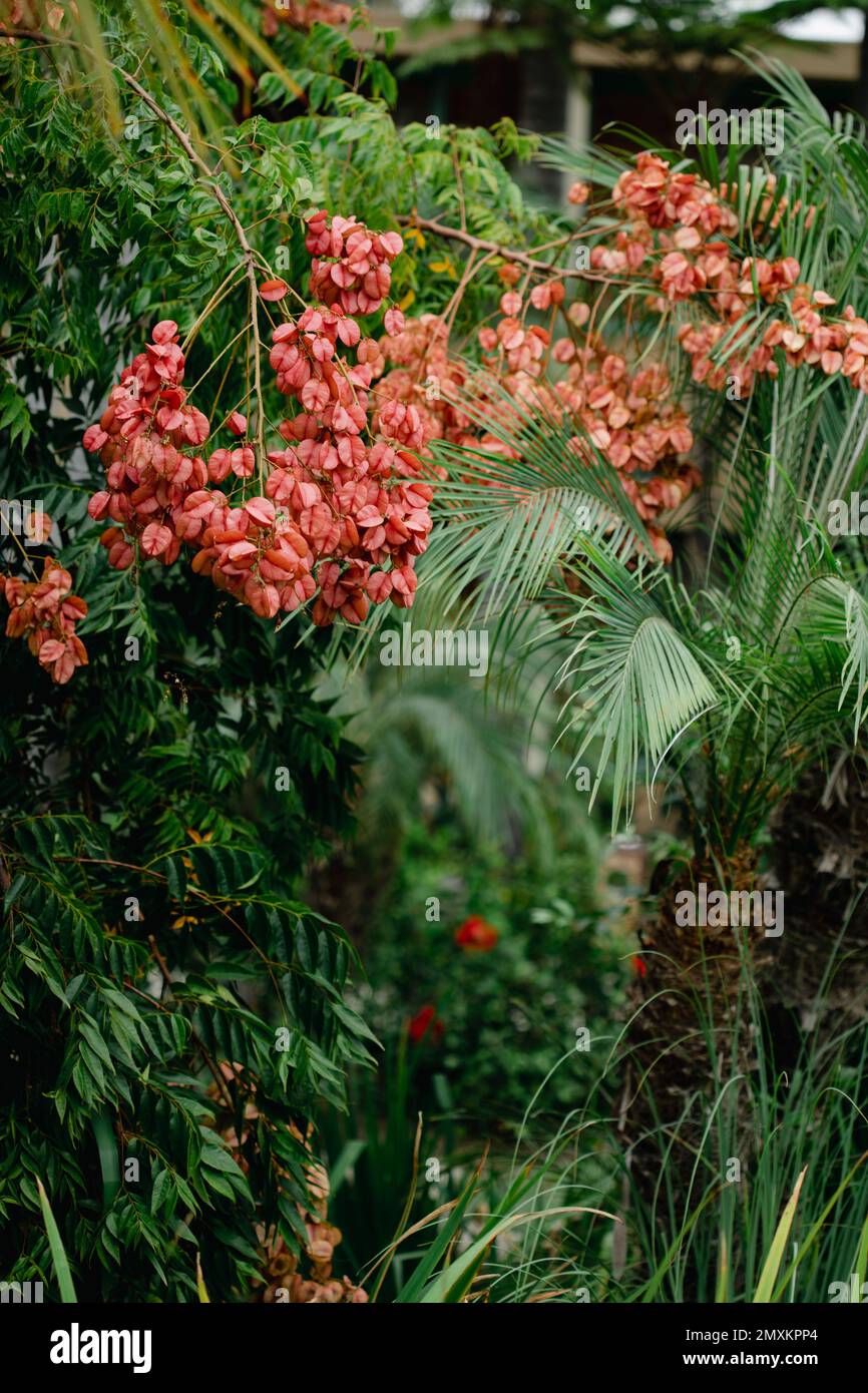 Chinese flame tree - orange blossoms on green leaves. CLose up of ...