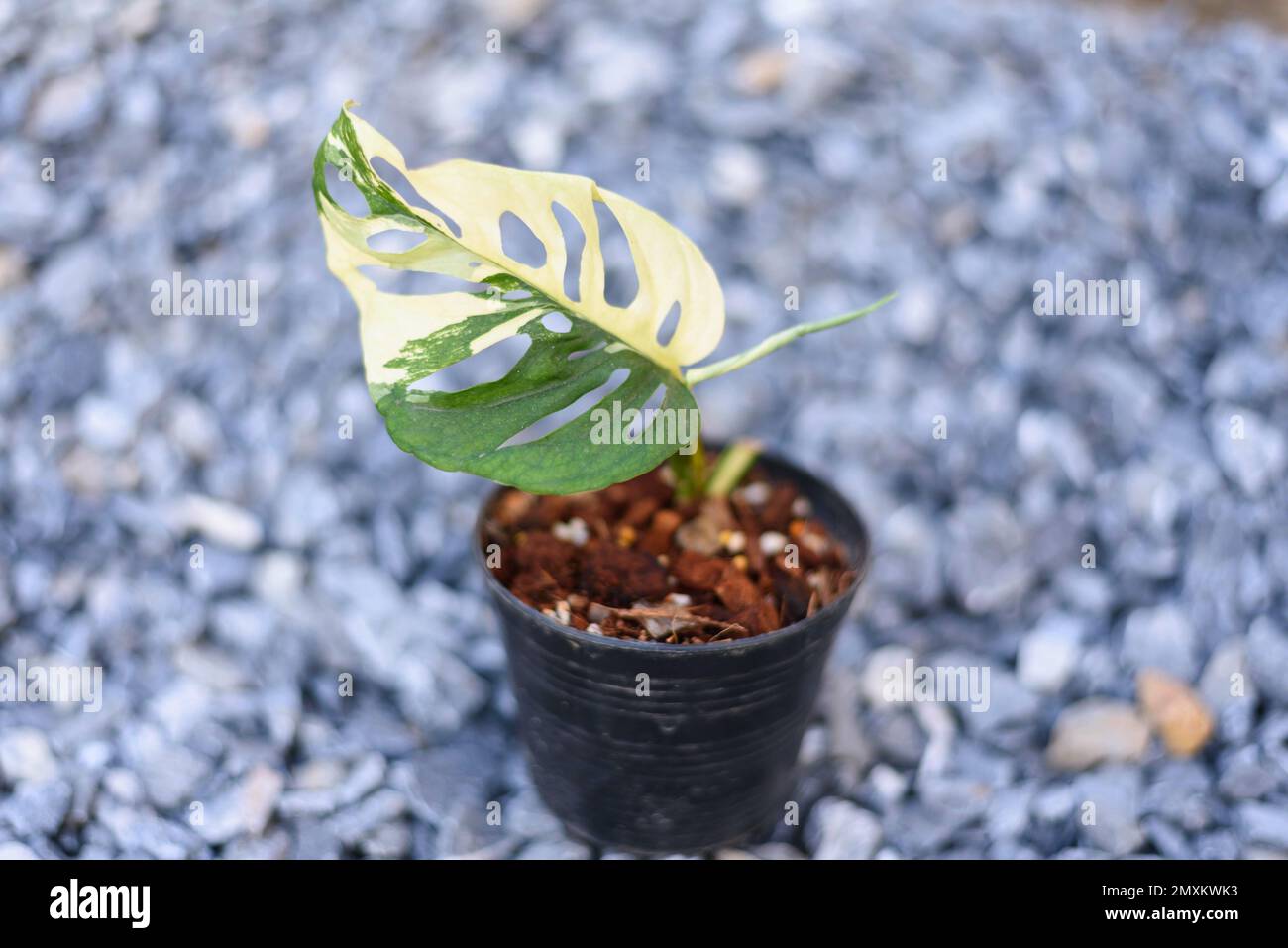 Monstera acuminata hi-res stock photography and images - Alamy