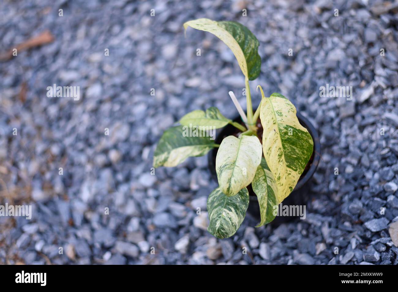 rhaphidophora puberula variegated in the pot Stock Photo - Alamy
