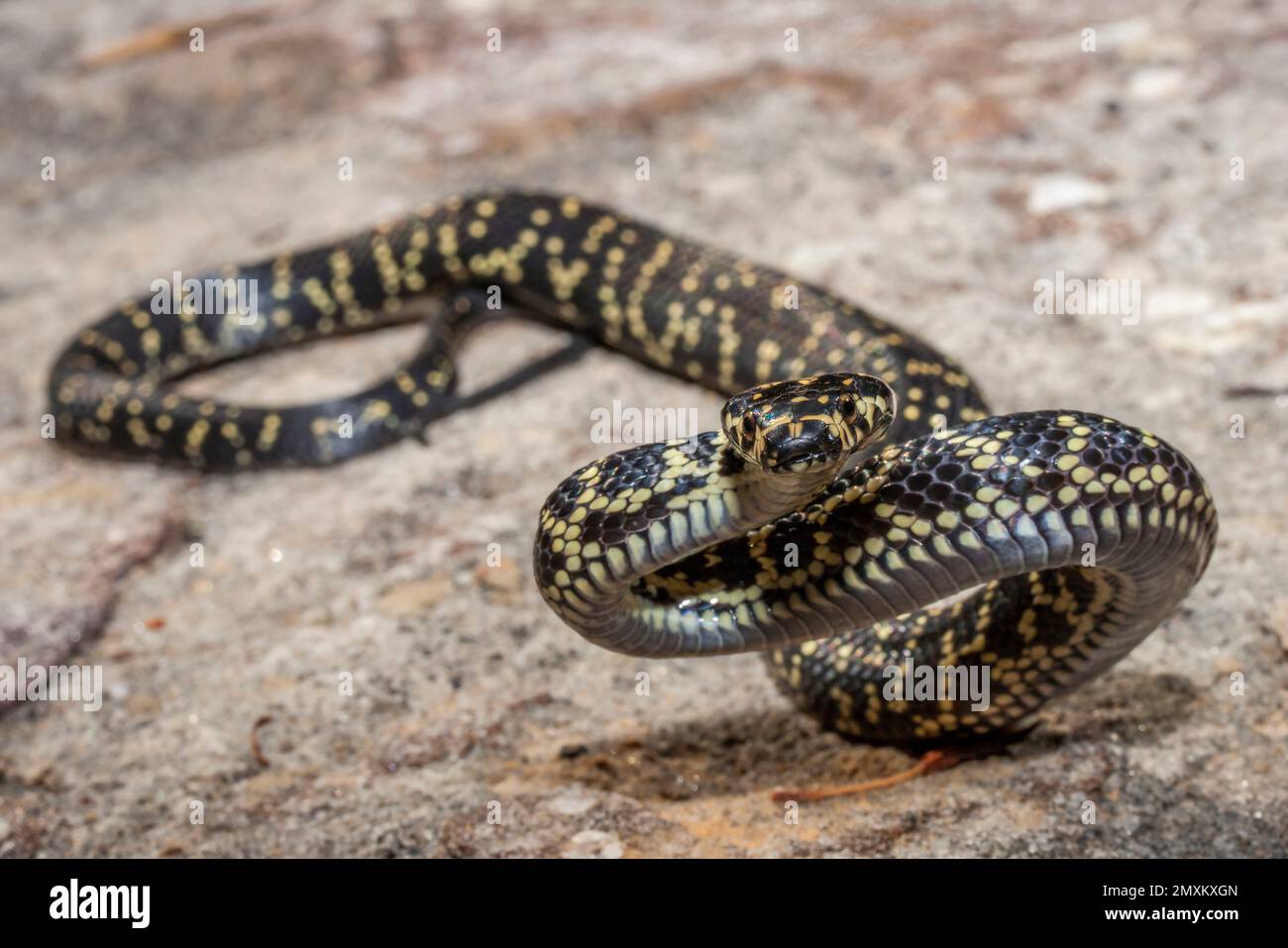 Highly venomous Endangered Broad-headed Snake from Sydney Basin ...