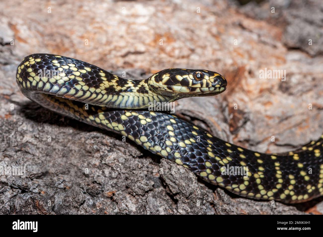 Highly venomous Endangered Broad-headed Snake from Sydney Basin ...