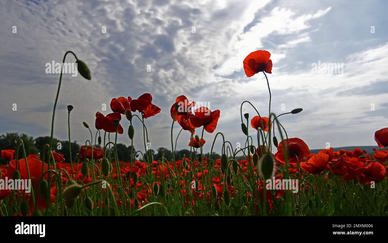 Poppy flower. Anzac day banner. Remember for Anzac, Historic war memory ...