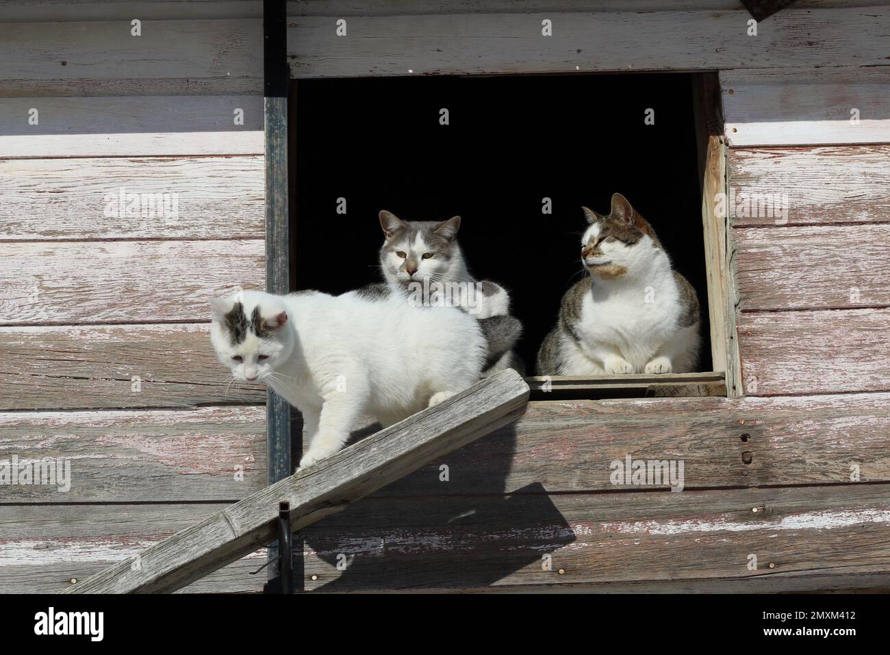 Three white cats in the loft of an old barn Stock Photo - Alamy