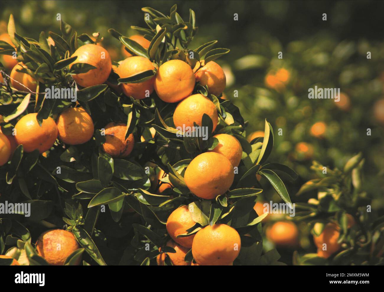 IMAGE DISTRIBUTED BY AP IMAGES FOR PEPSICO - PepsiCo's Tropicana Orange ...