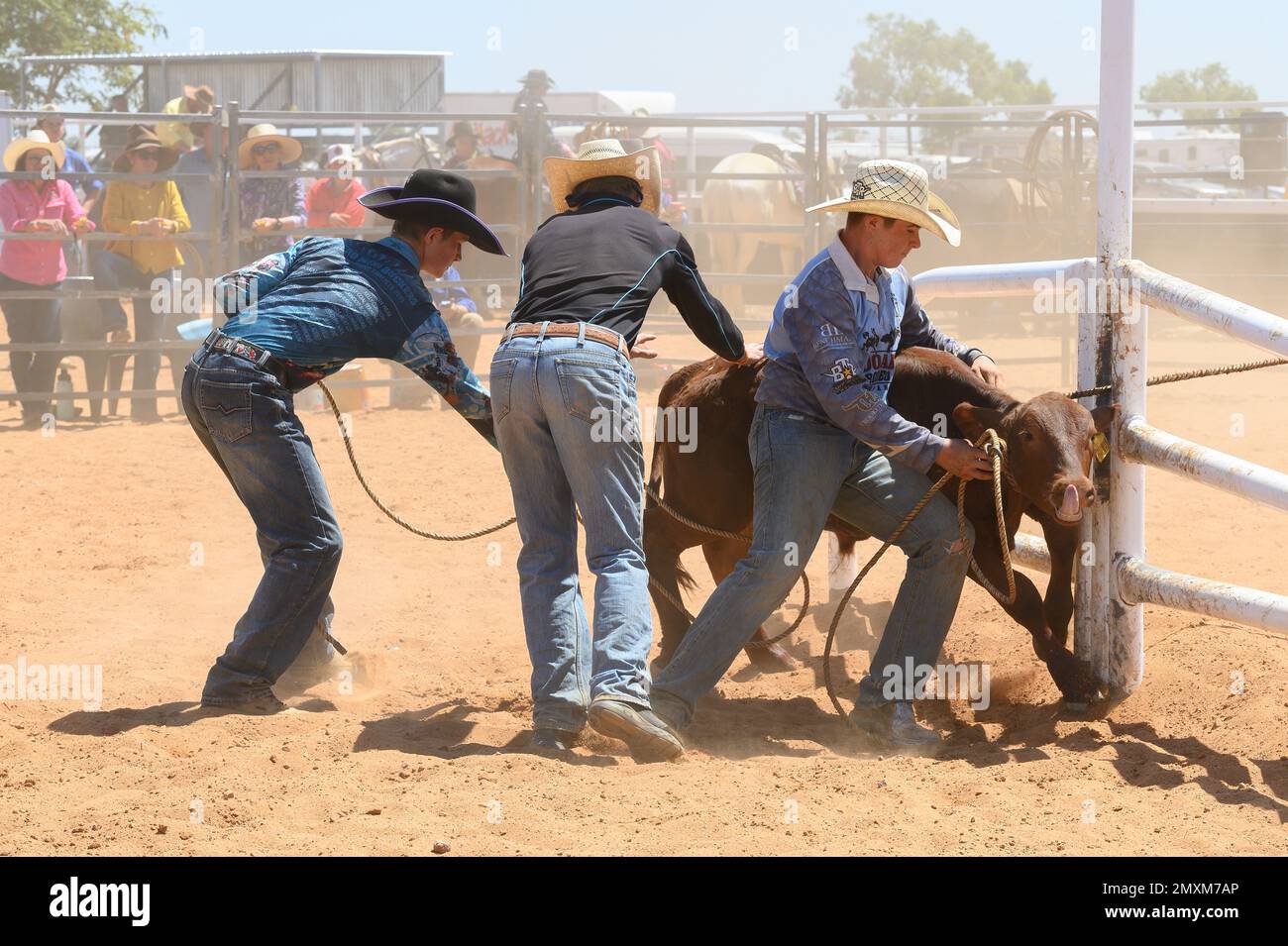 Bronco branding is a timed event where a catcher ropes a calf in a mob ...