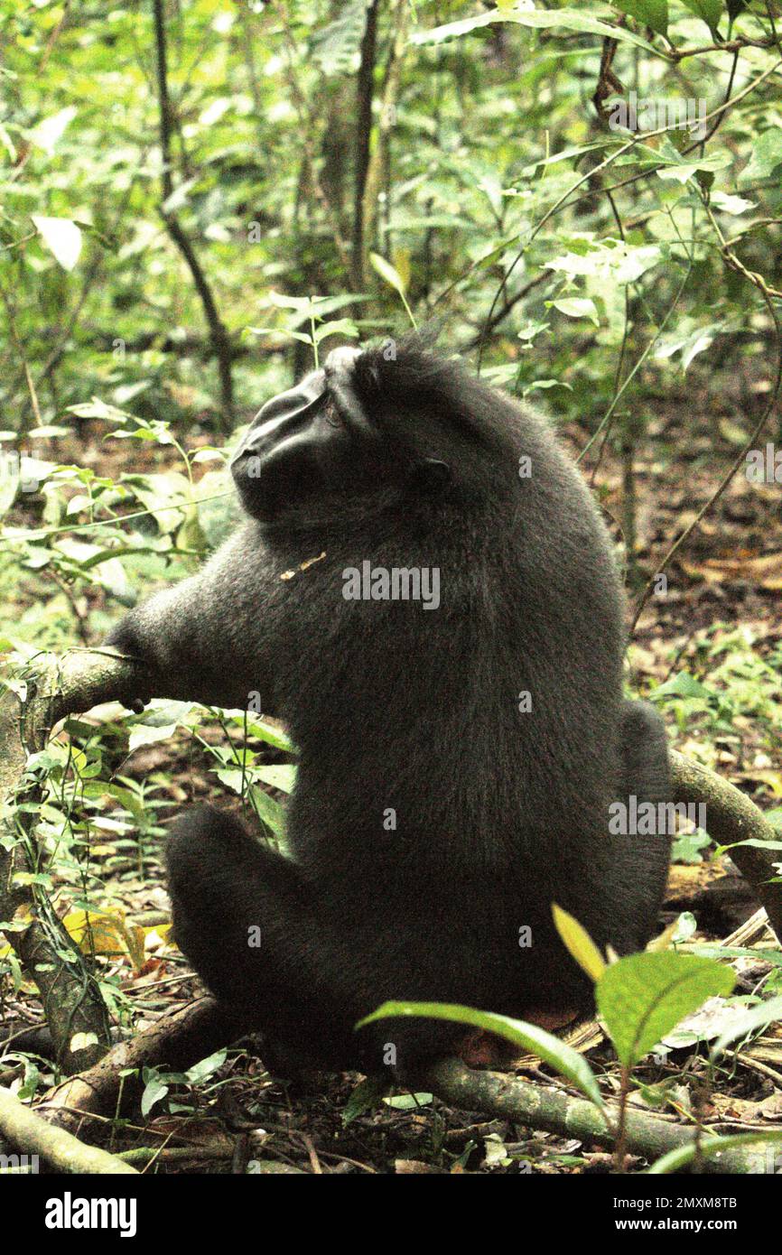 Back portrait of a Sulawesi black-crested macaque (Macaca nigra) in ...