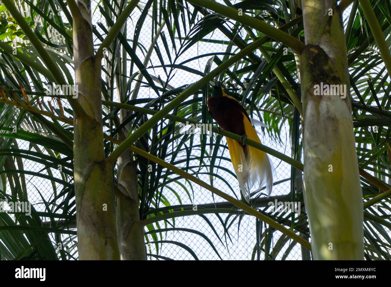 a brown bird of paradise with a yellow head perched on a green tree in ...