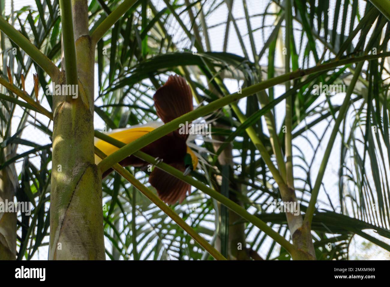 a brown bird of paradise with a yellow head perched on a green tree in ...