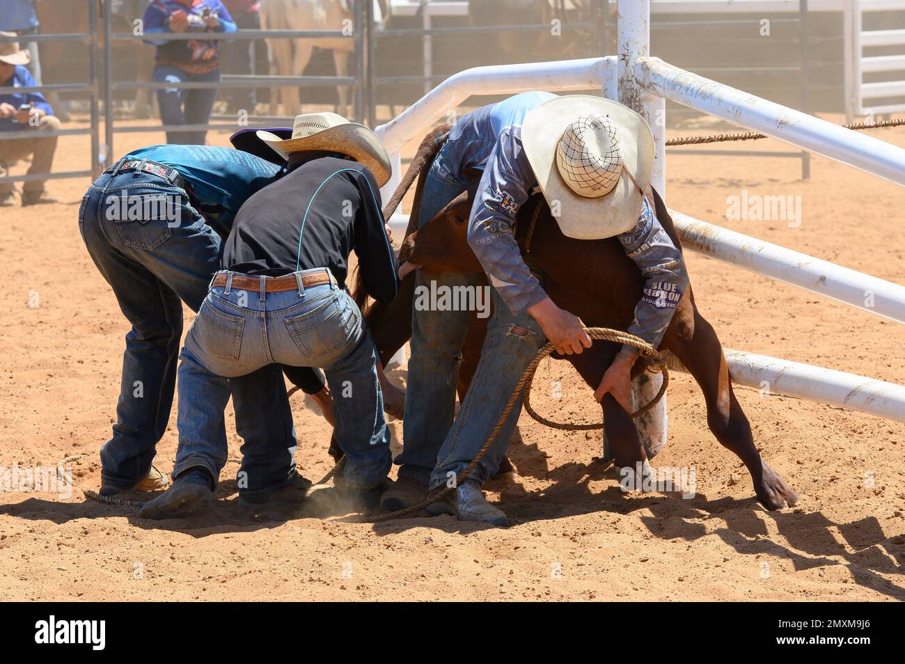 Bronco branding is a timed event where a catcher ropes a calf in a mob ...