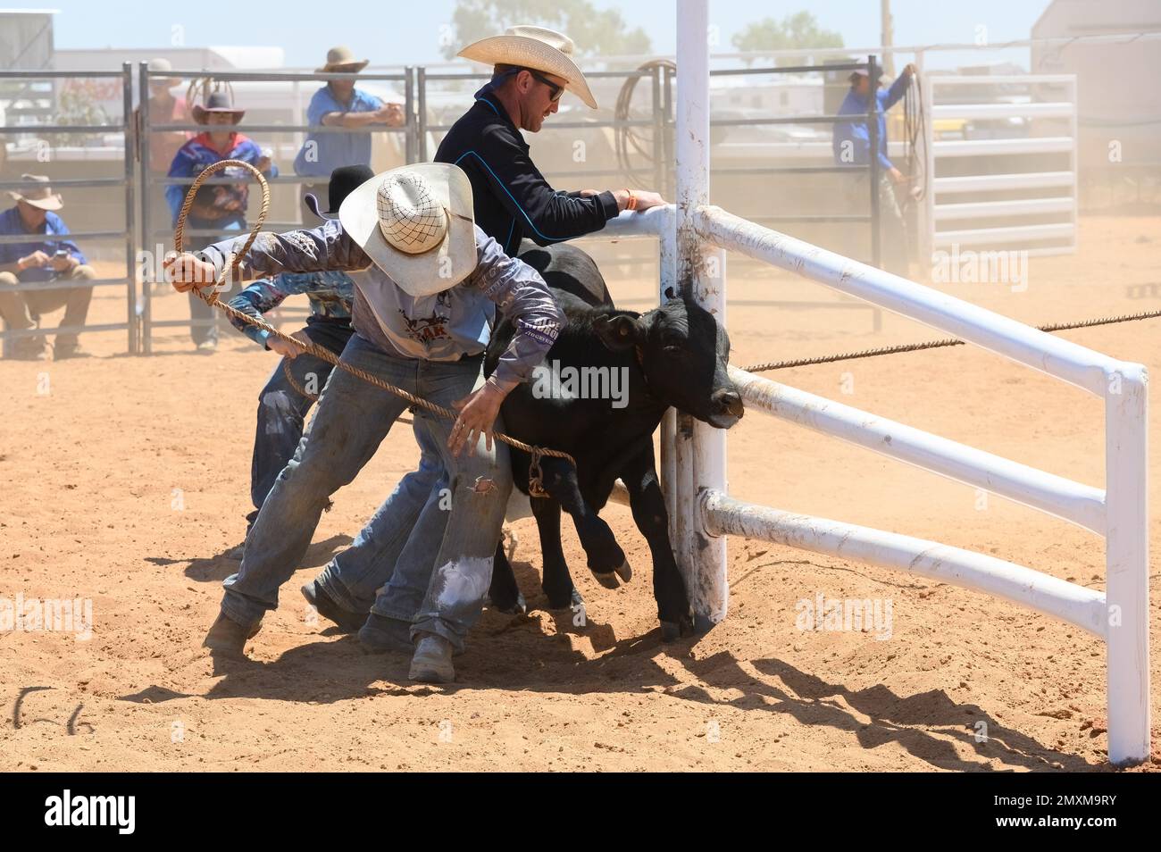 Bronco branding is a timed event where a catcher ropes a calf in a mob ...