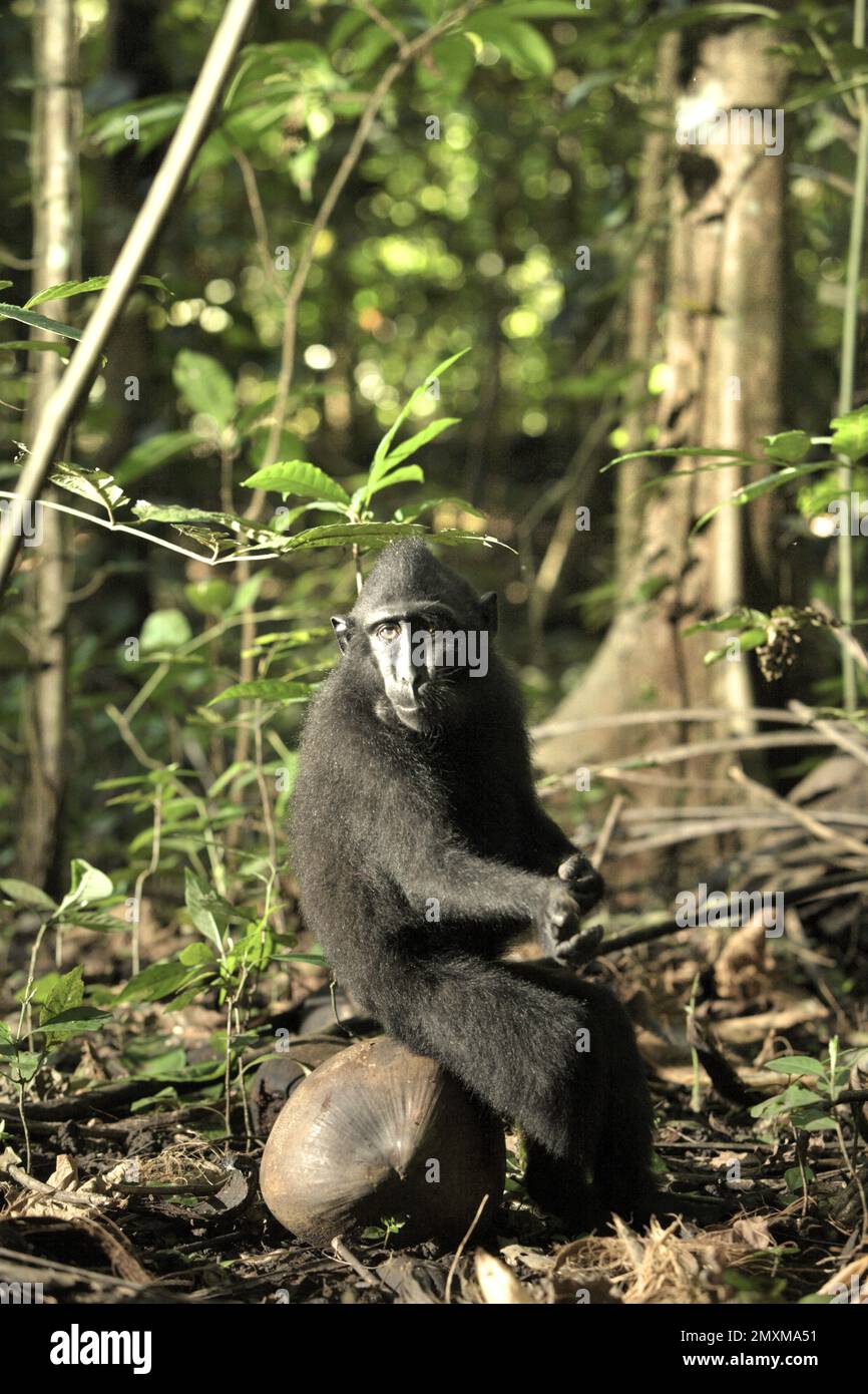 Portrait of a Sulawesi black-crested macaque (Macaca nigra) juvenile ...