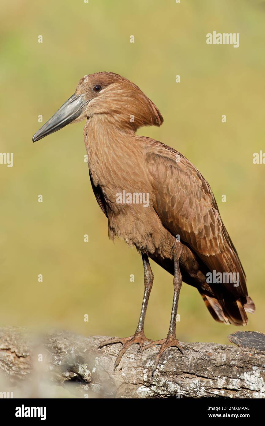 A hamerkop bird (Scopus umbretta) perched on a branch, South Africa ...