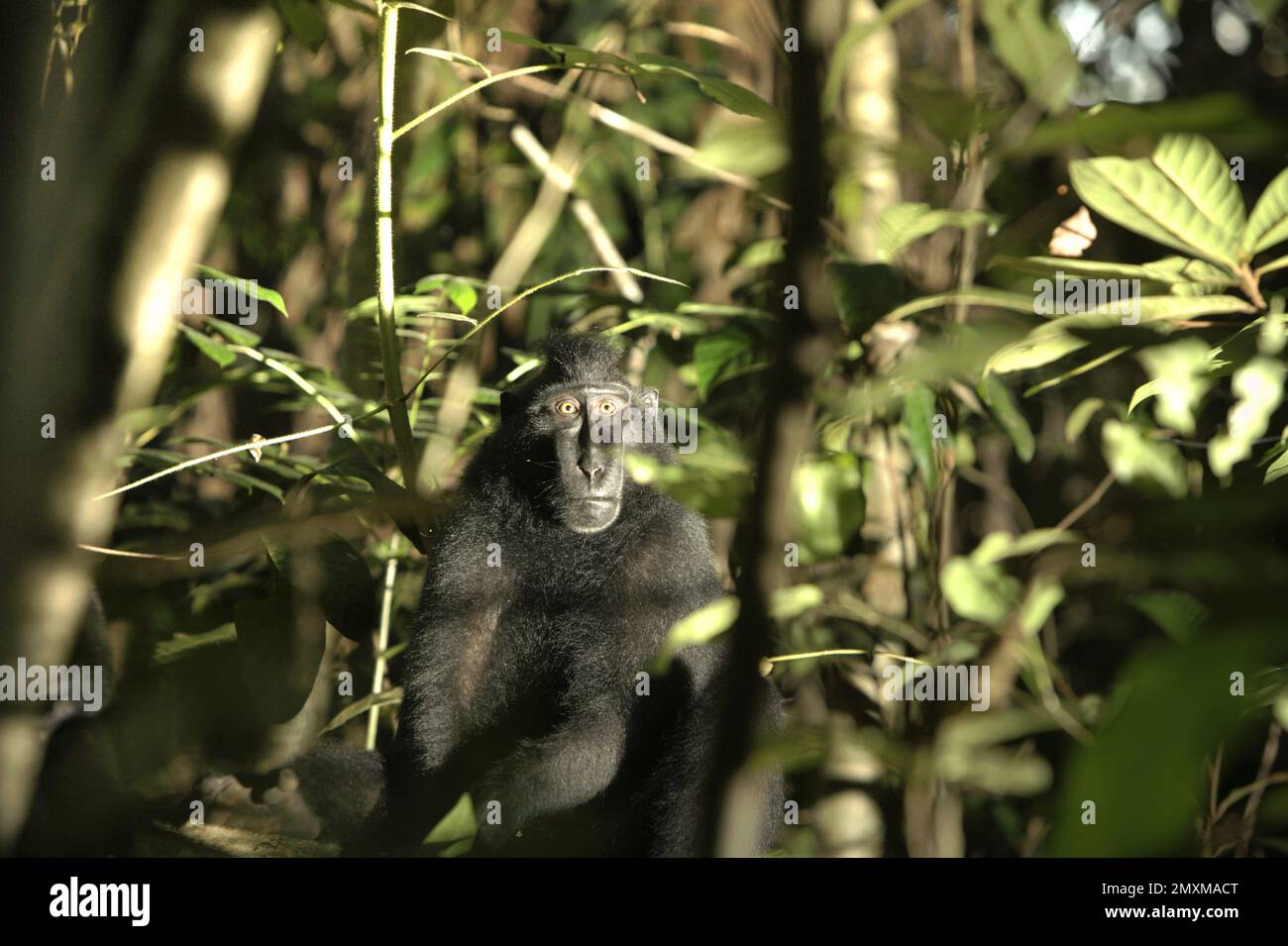 Environmental portrait of a Sulawesi black-crested macaque (Macaca ...