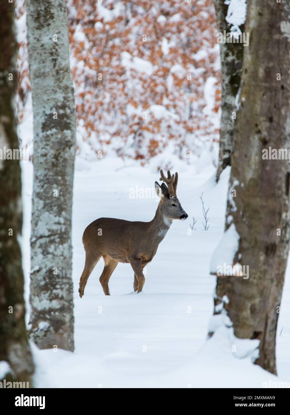 Deer. White-tailed deer on snow . Natural scene from Wisconsin state ...