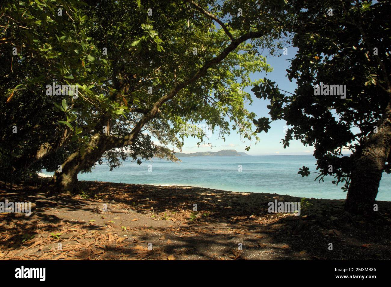 Beach habitat animals hi-res stock photography and images - Alamy