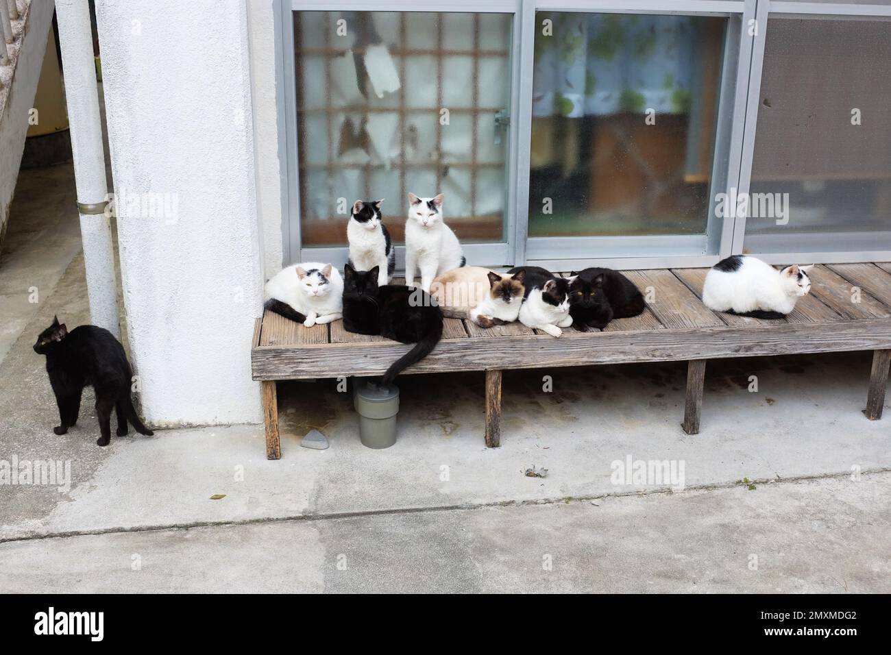 Lots of cats hi-res stock photography and images - Alamy